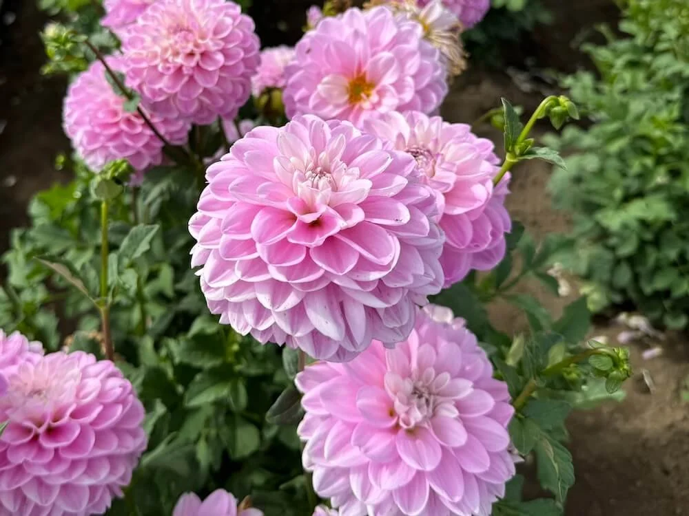 Dahlia 'Orchid Ice' (Orchid Ice Dahlia) — Northwest Blooms