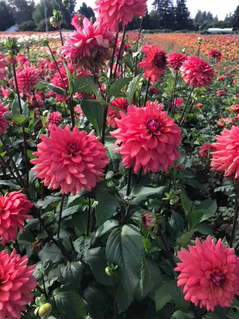 Dahlia 'Chewy' — Northwest Blooms