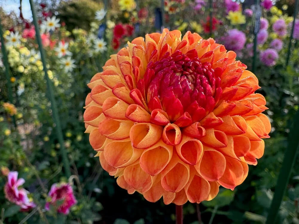 Dahlia 'Swan's Sunset' (Swan's Sunset Dahlia) — Northwest Blooms