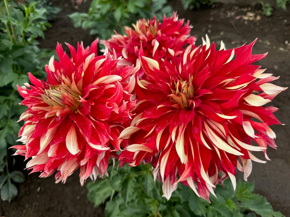 Dahlia 'AC Fancy' — Northwest Blooms