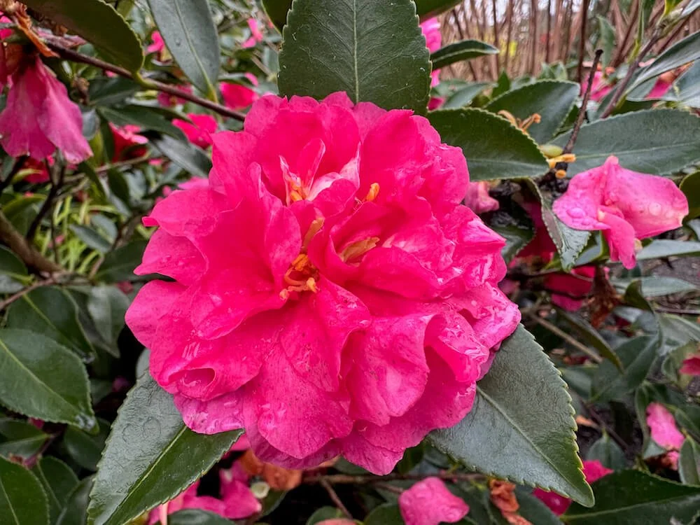 Camellia sasanqua 'Crimson King' (Crimson King Camellia) — Northwest Blooms