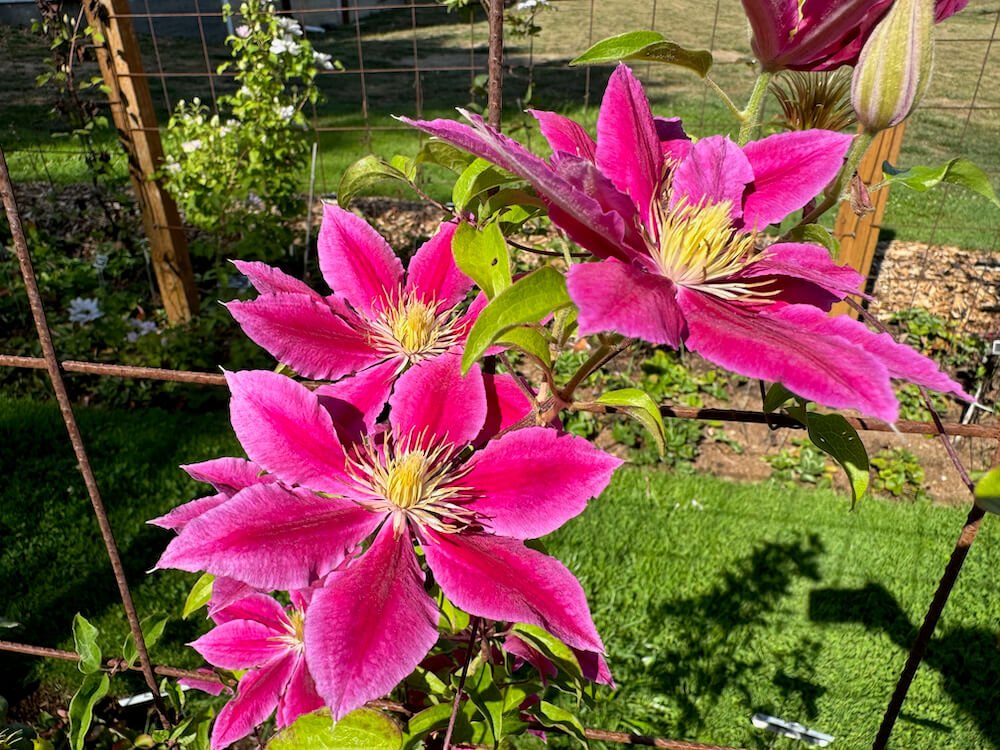 Clematis 'Hania' (Hania Clematis) — Northwest Blooms