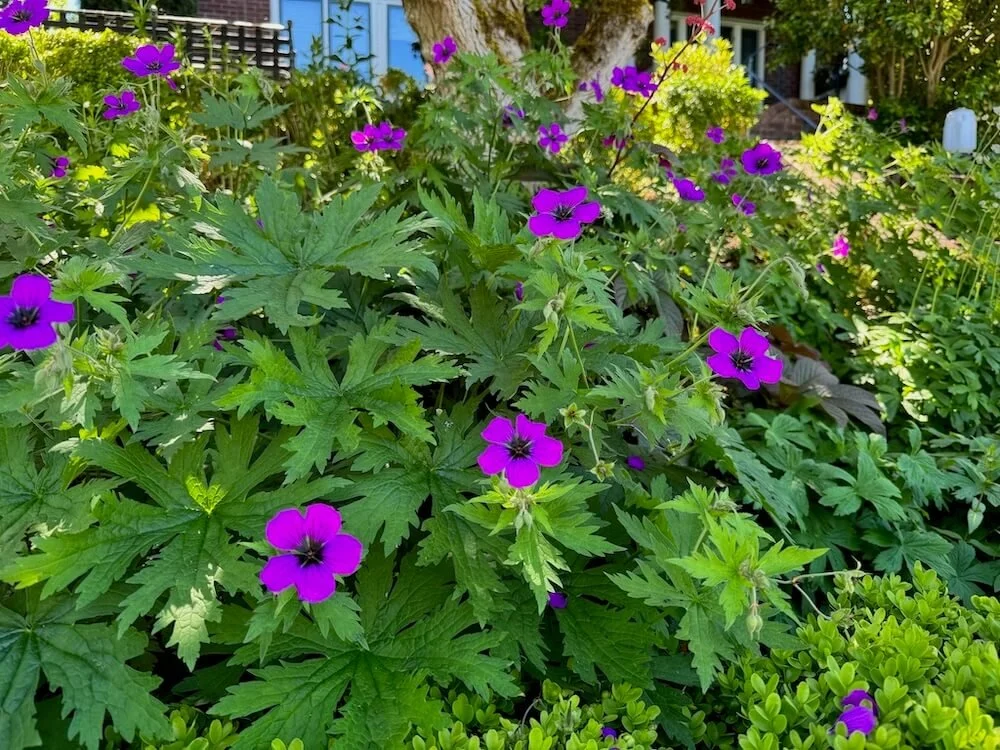 Geranium 'Ann Folkard' (Ann Folkard Cranesbill) — Northwest Blooms