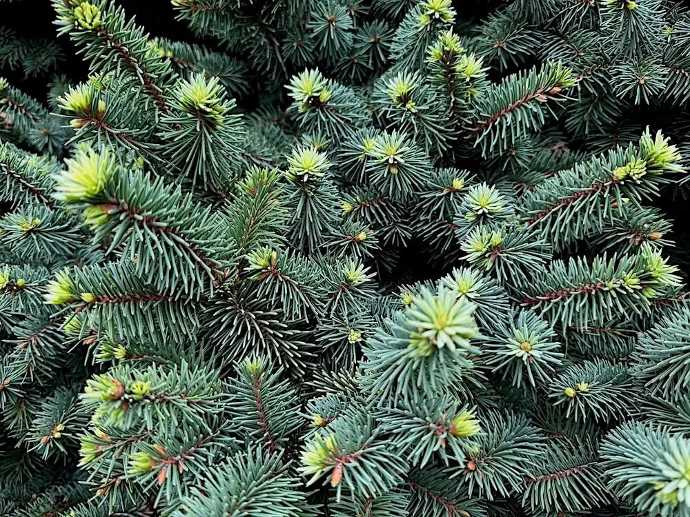 Complete Guide to Conifers — Northwest Blooms