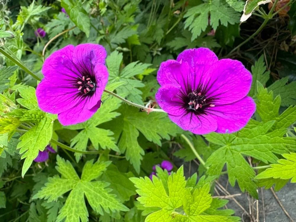 Geranium 'Ann Folkard' (Ann Folkard Cranesbill) — Northwest Blooms