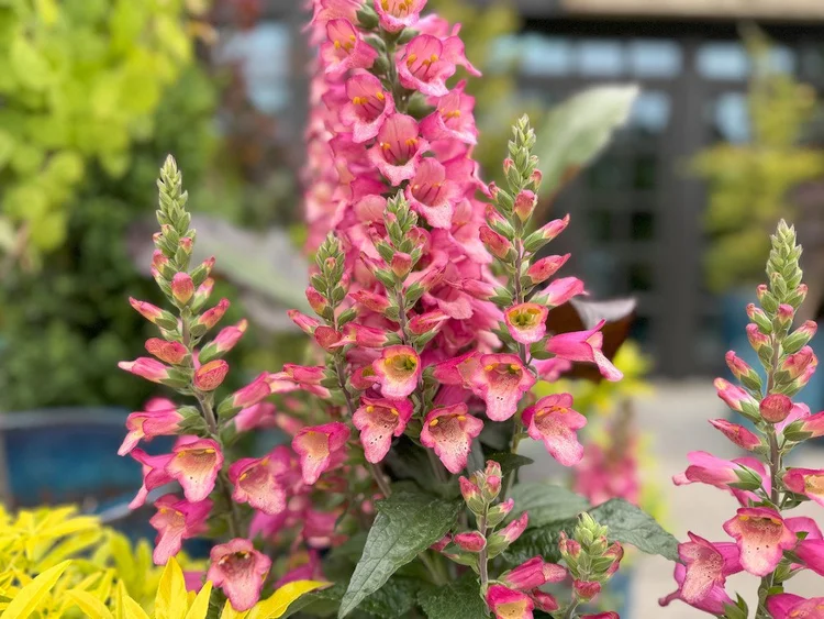 Northwest Blooms — Northwest Blooms
