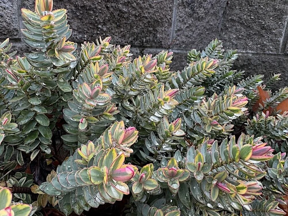 Leucothoe fontanesiana 'Rainbow' (Rainbow Drooping Leucothoe ...