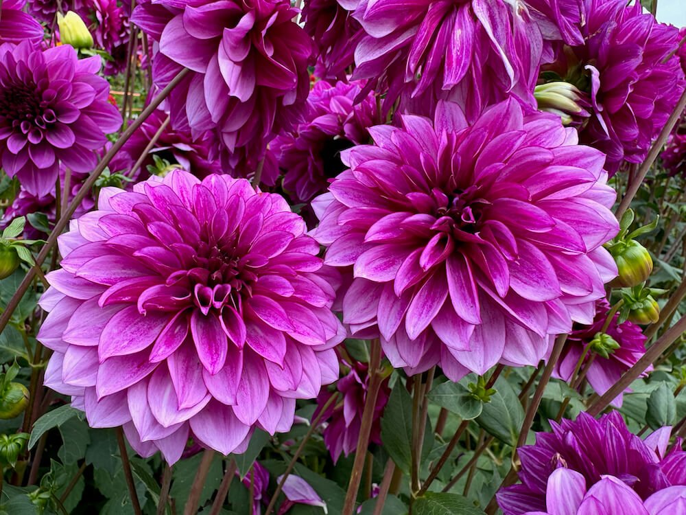 Dahlia 'Bluetiful' (Bluetiful Dahlia) — Northwest Blooms
