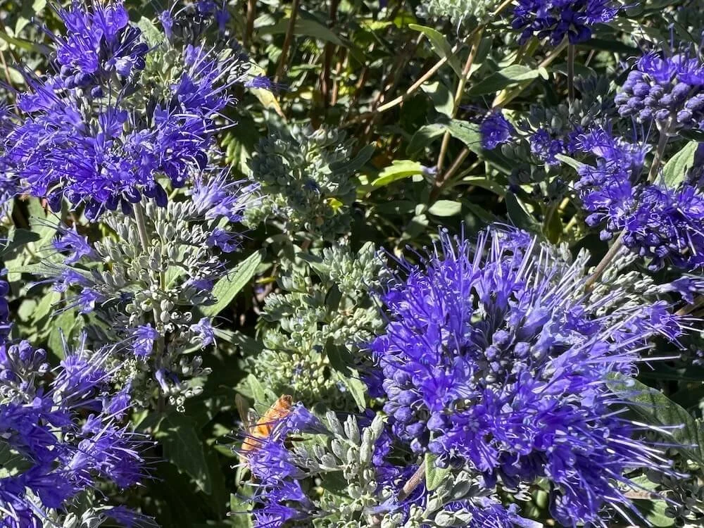 Ceanothus thyrsiflorus 'Victoria' (Victoria California Lilac ...