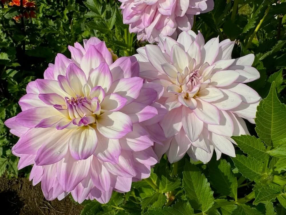 Dahlia 'Mikayla Miranda' (Mikayla Miranda Dahlia) — Northwest Blooms