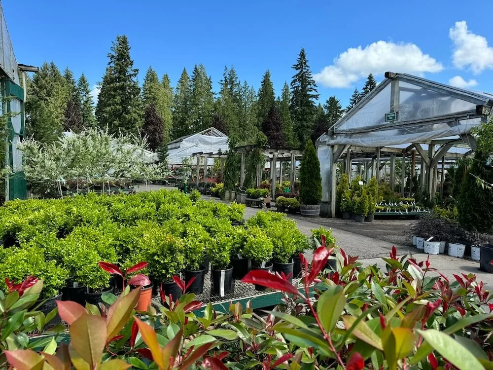 Flower World (Woodinville) — Northwest Blooms