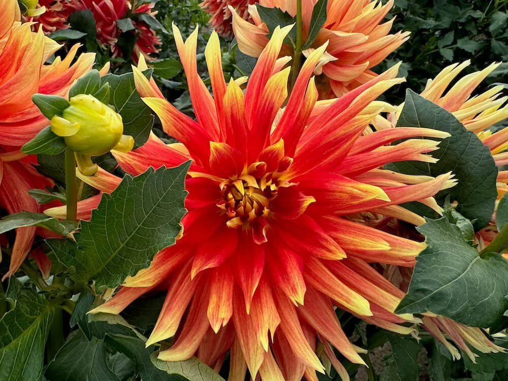 Dahlia 'Valley Rust Bucket' (Valley Rust Bucket Dahlia) — Northwest Blooms