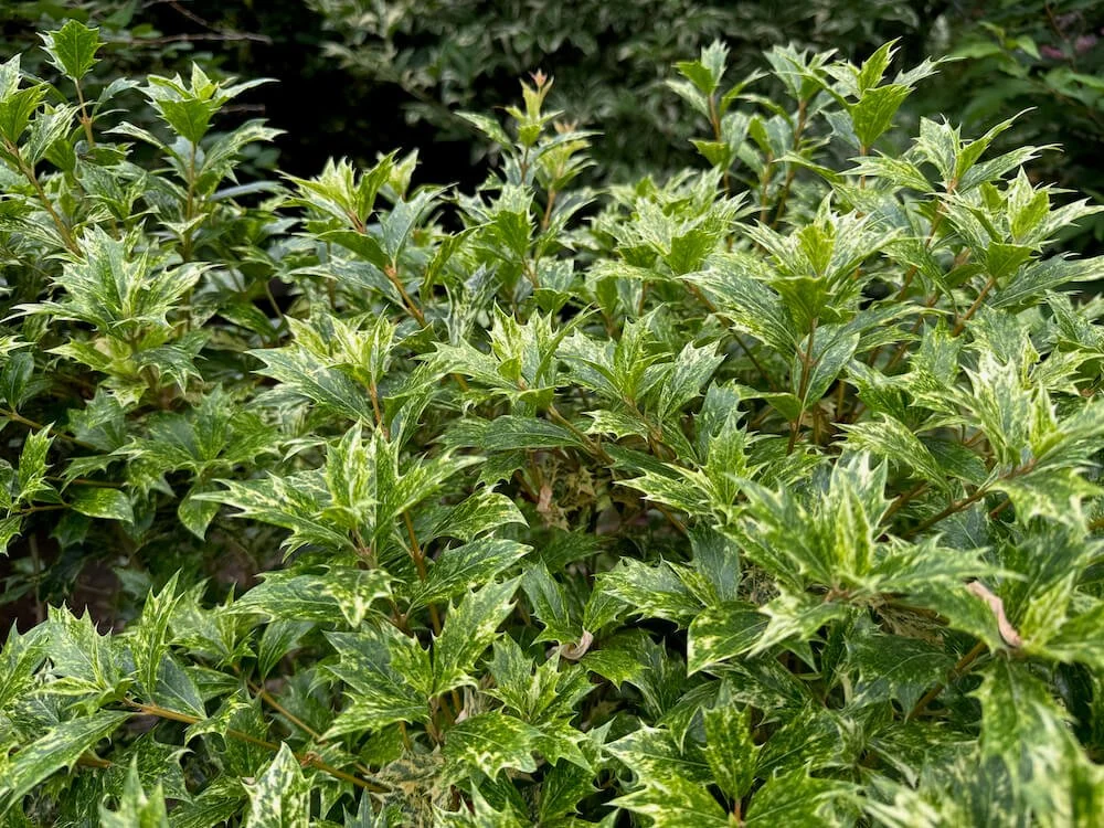 Leucothoe fontanesiana 'Rainbow' (Rainbow Drooping Leucothoe ...
