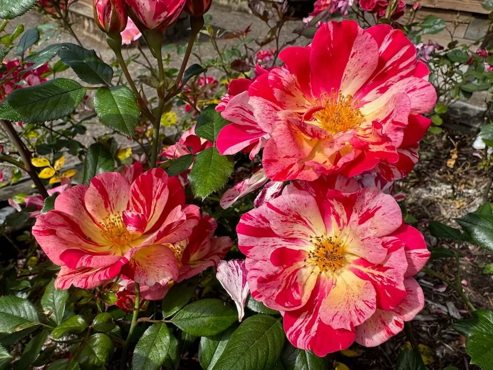 Rosa 'Marc Chagall' (Marc Chagall Floribunda Rose) — Northwest Blooms