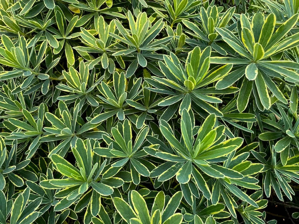 Prunus laurocerasus 'Mount Vernon' (Dwarf English Laurel) — Northwest ...