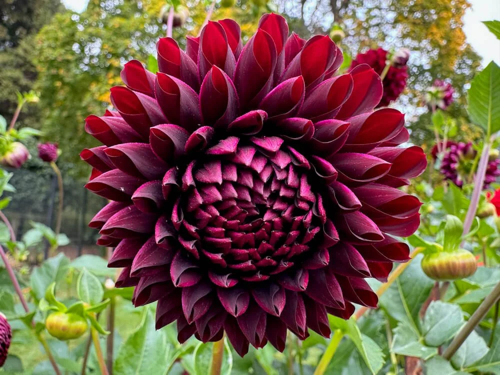 Dahlia 'Karma Chocolate' (Karma Chocolate Dahlia) — Northwest Blooms