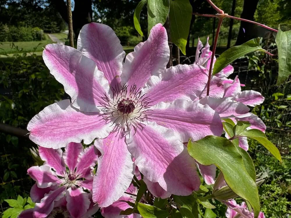Clematis patens 'Souvenir du Capitaine Thuilleaux' (Souvenir du ...