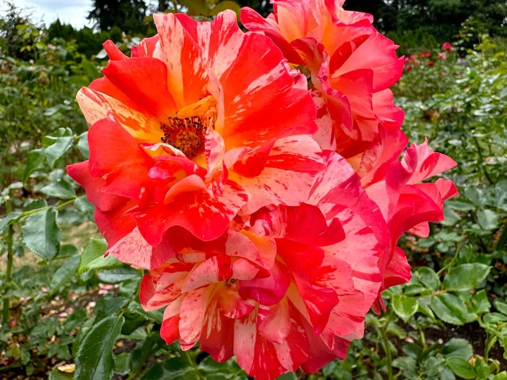 Rosa 'Marc Chagall' (Marc Chagall Floribunda Rose) — Northwest Blooms