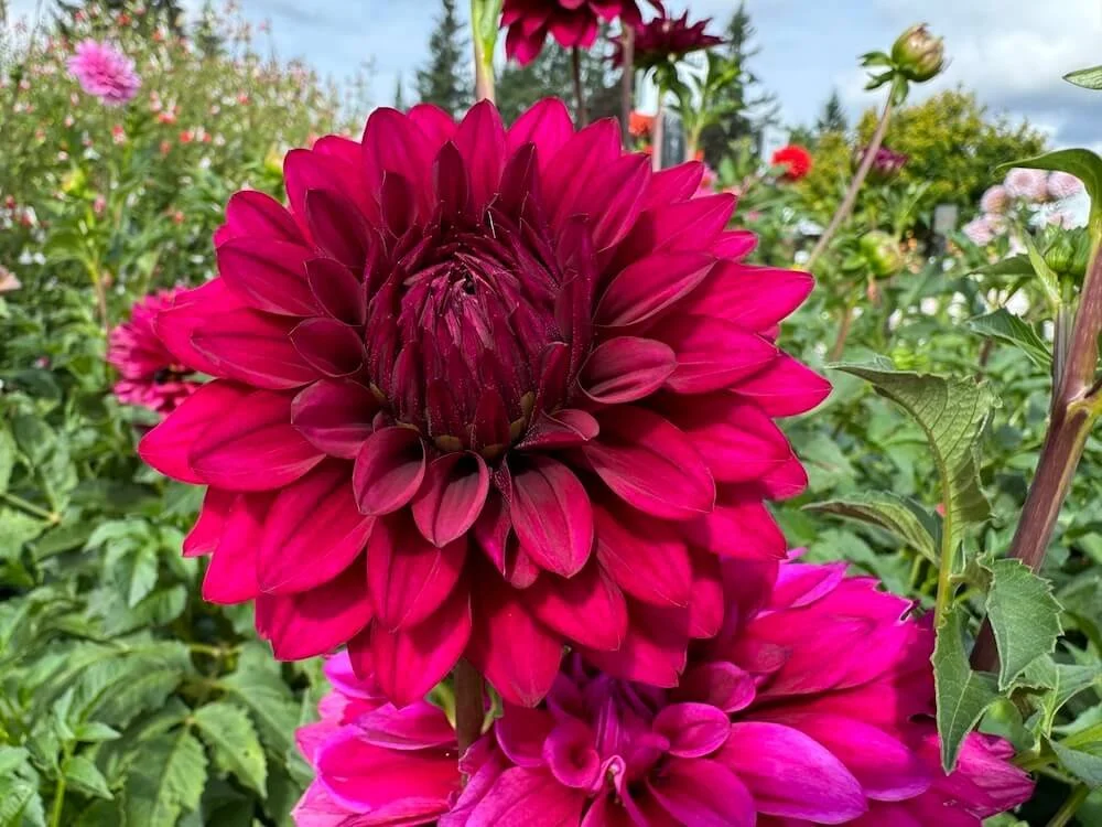Dahlia 'Rebecca Lynn' (Rebecca Lynn Dahlia) — Northwest Blooms