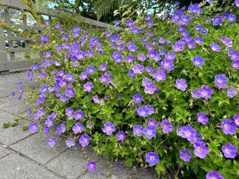 Geranium x 'Rozanne' (Rozanne Cranesbill) — Northwest Blooms