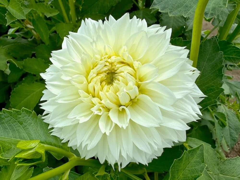 Dahlia 'Margaret Ellen' (Margaret Ellen Dahlia) — Northwest Blooms