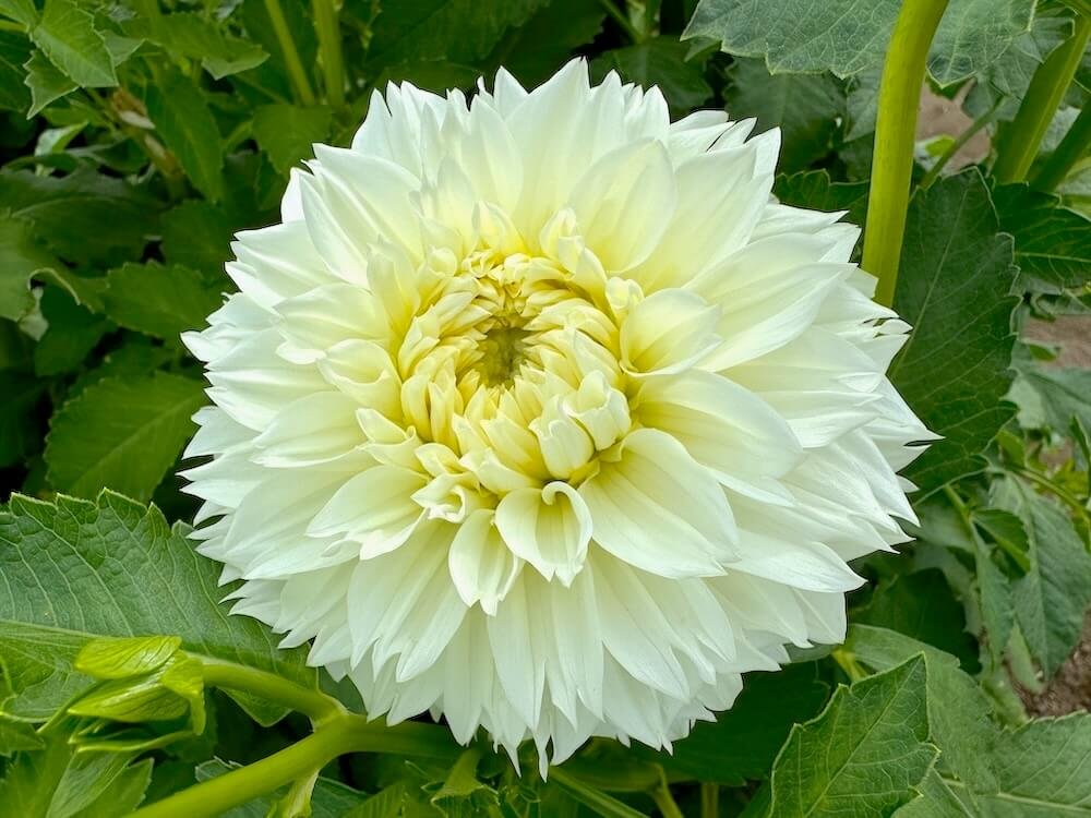 Dahlia 'Bridezilla' — Northwest Blooms