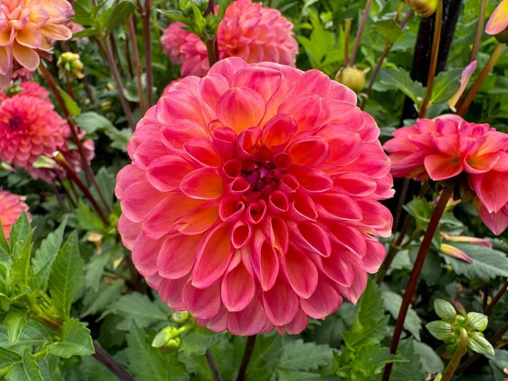Dahlia 'Giggles' (Giggles Dahlia) — Northwest Blooms
