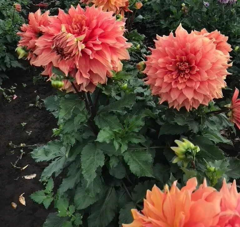 Dahlia 'Valley Rust Bucket' (Valley Rust Bucket Dahlia) — Northwest Blooms
