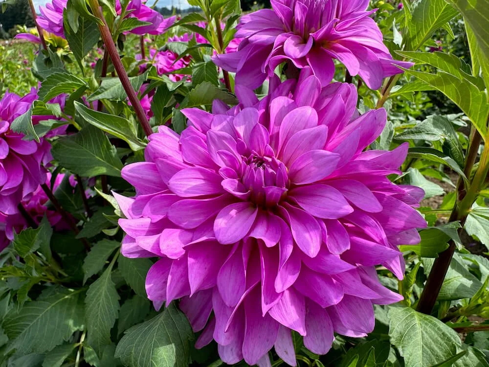 Dahlia 'Bluetiful' (Bluetiful Dahlia) — Northwest Blooms