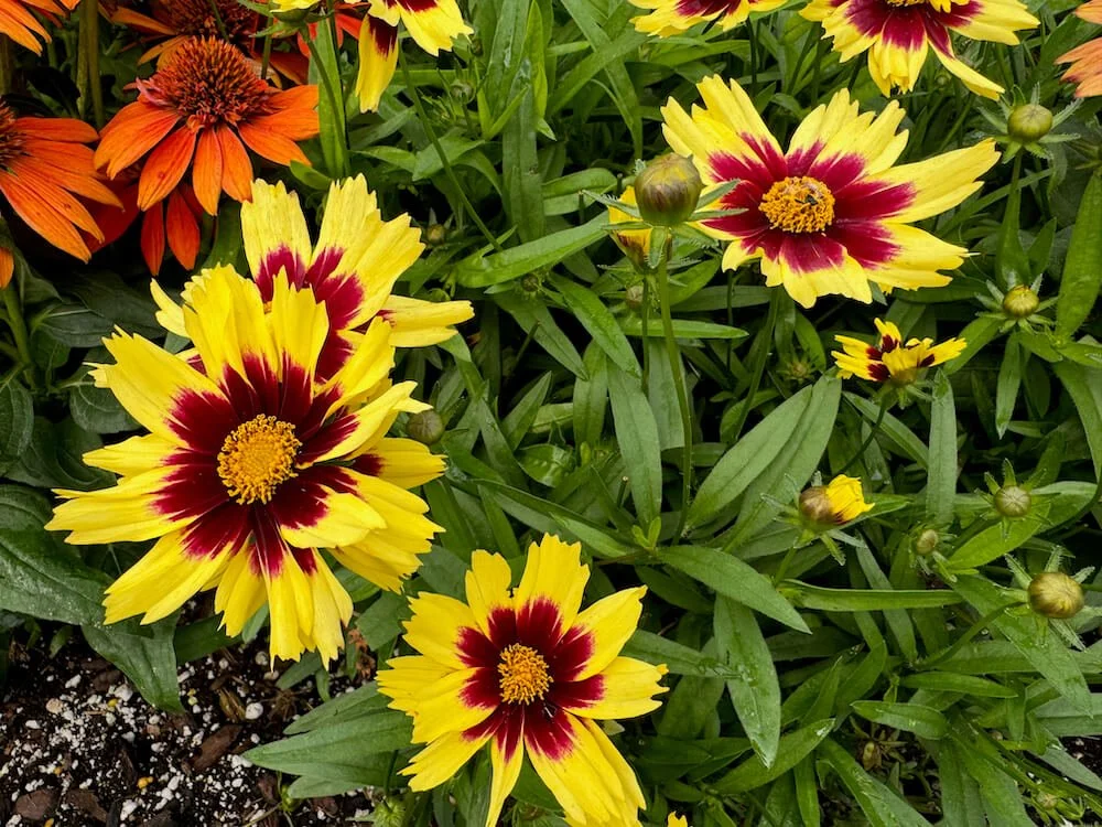Coreopsis verticillata 'Bengal Tiger' (Bengal Tiger Tickseed ...