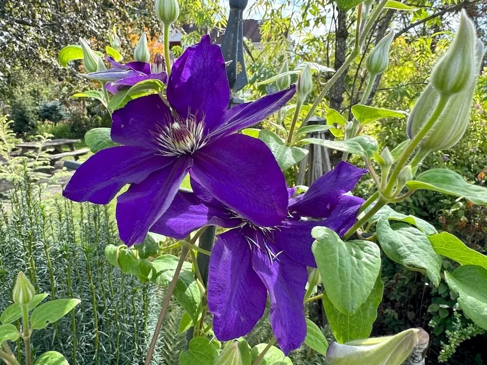Clematis 'Perrin's Pride' (Perrin's Pride Clematis) — Northwest Blooms