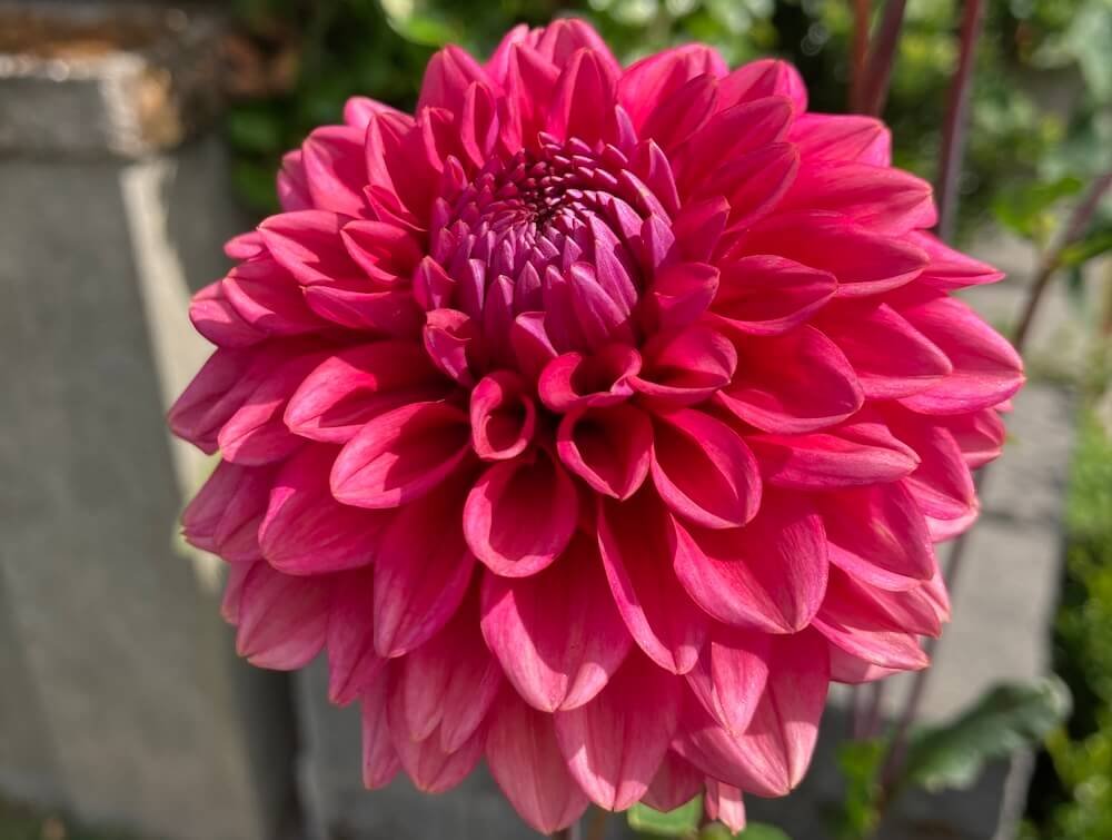 Dahlia 'Touche' — Northwest Blooms
