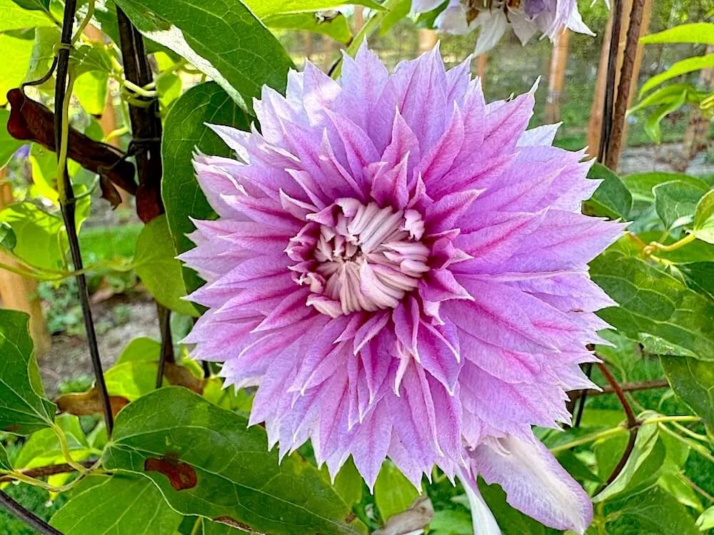 Clematis Yuan 'Evipo082' (Yuan Clematis) — Northwest Blooms