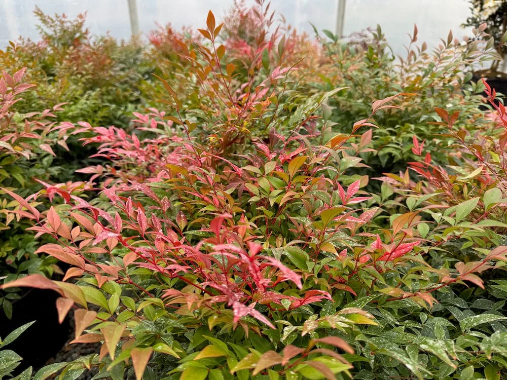 Leucothoe fontanesiana 'Rainbow' (Rainbow Drooping Leucothoe ...