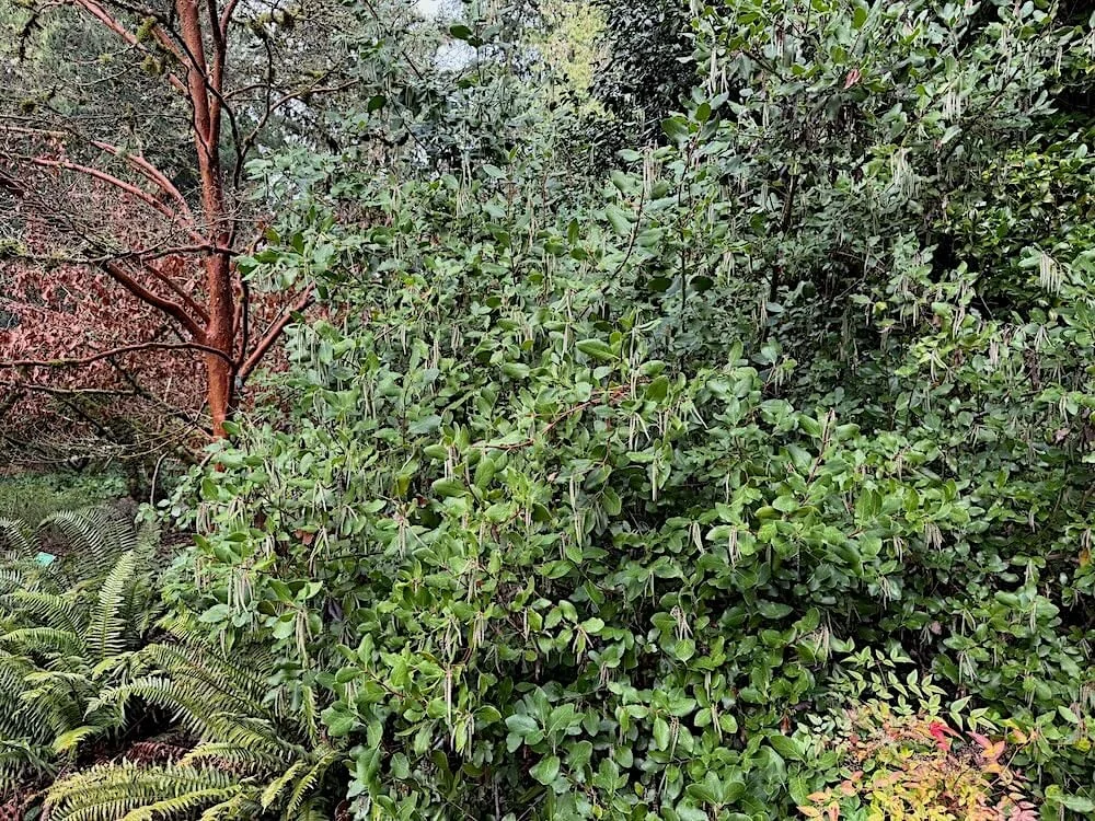 Taxus x media 'H.M. Eddie' (H.M. Eddie Yew) — Northwest Blooms