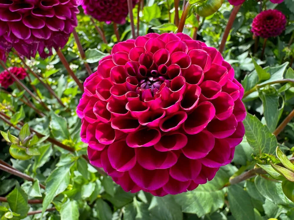Dahlia 'Karma Chocolate' (Karma Chocolate Dahlia) — Northwest Blooms