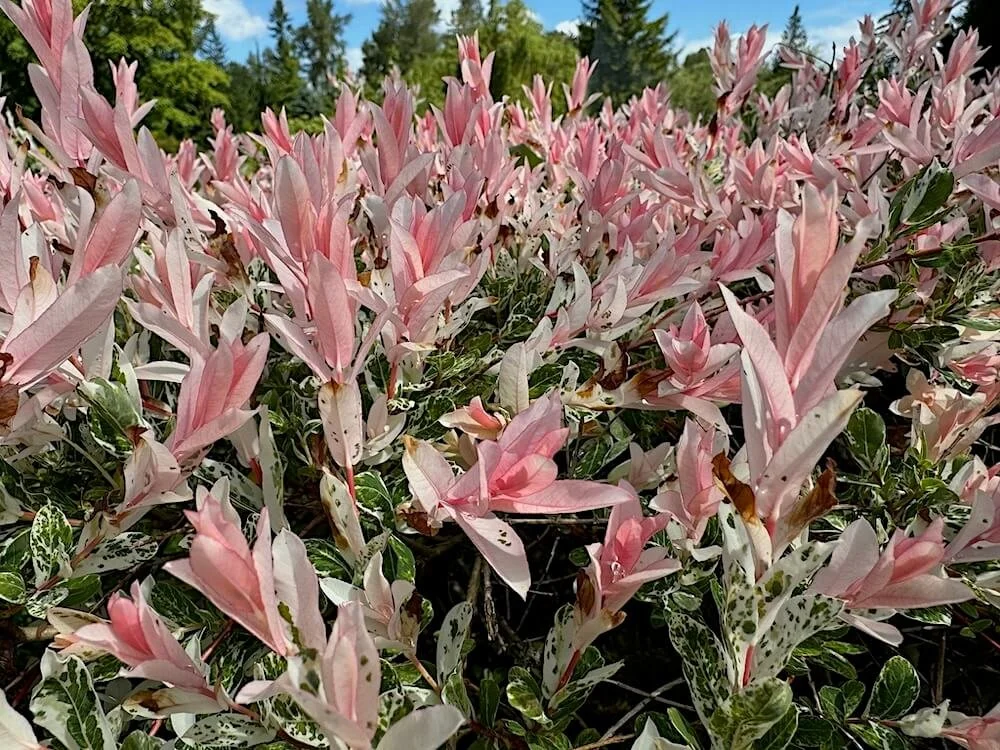 Leucothoe fontanesiana 'Rainbow' (Rainbow Drooping Leucothoe ...