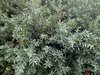 Taxus x media 'H.M. Eddie' (H.M. Eddie Yew) — Northwest Blooms