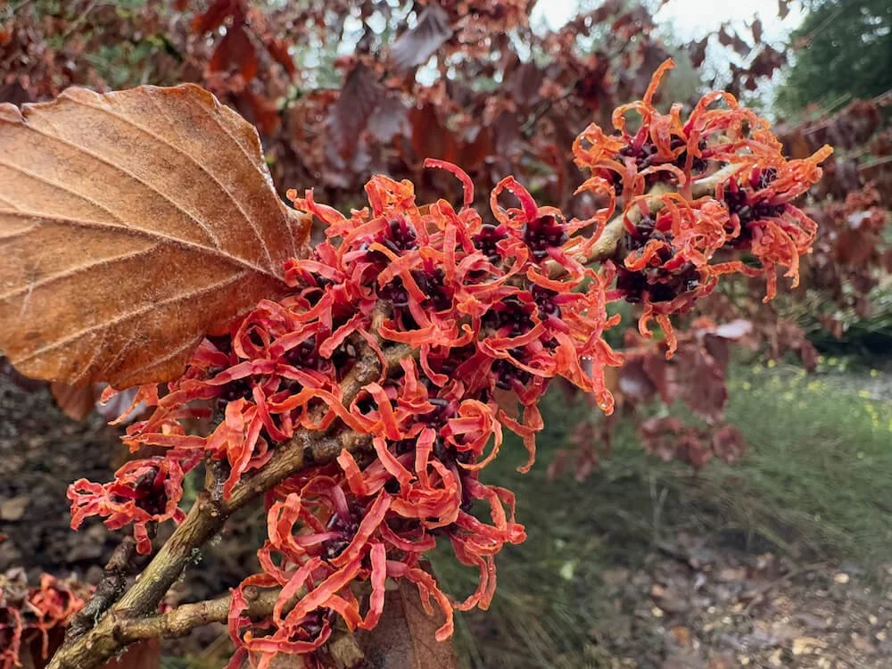 Hamamelis x intermedia ‘Ruby Glow’ (Ruby Glow Witch Hazel) — Northwest ...