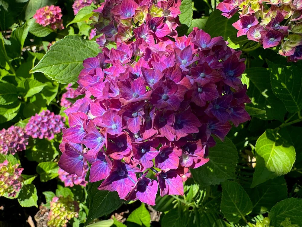 Hydrangea macrophylla 'Glowing Embers' (Glowing Embers Hydrangea ...