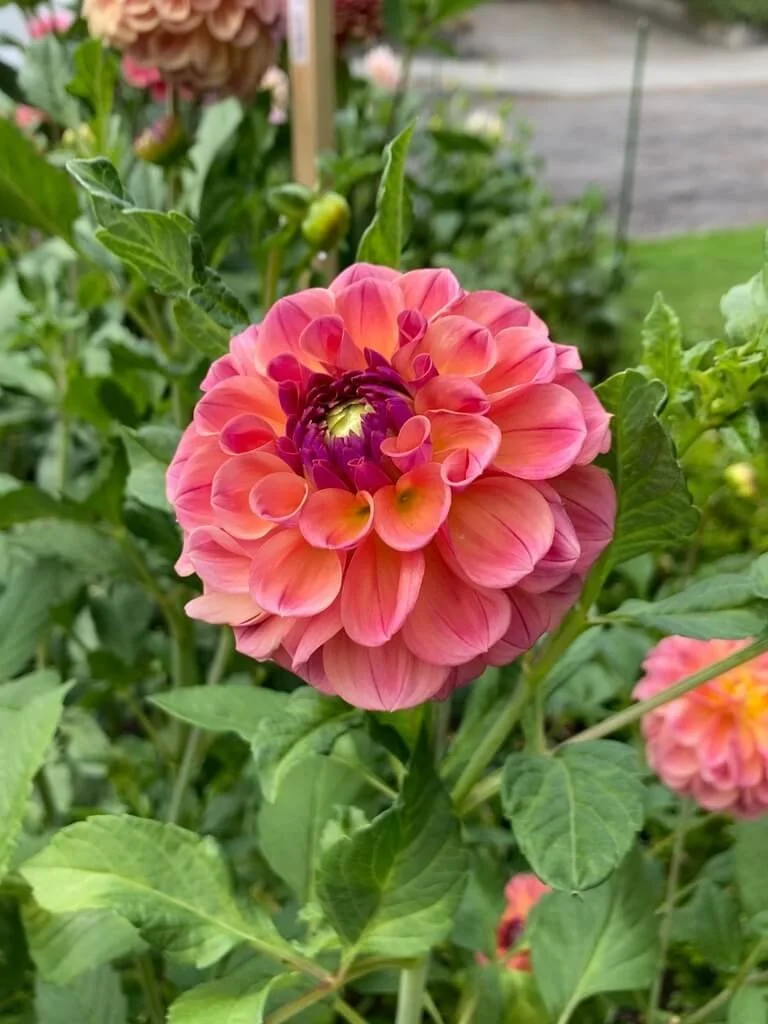 Dahlia 'Uptown Girl' — Northwest Blooms