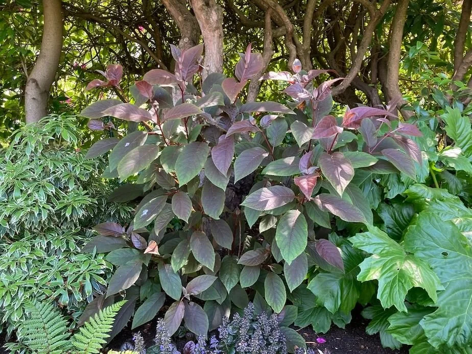 Prunus laurocerasus 'Mount Vernon' (Dwarf English Laurel) — Northwest ...