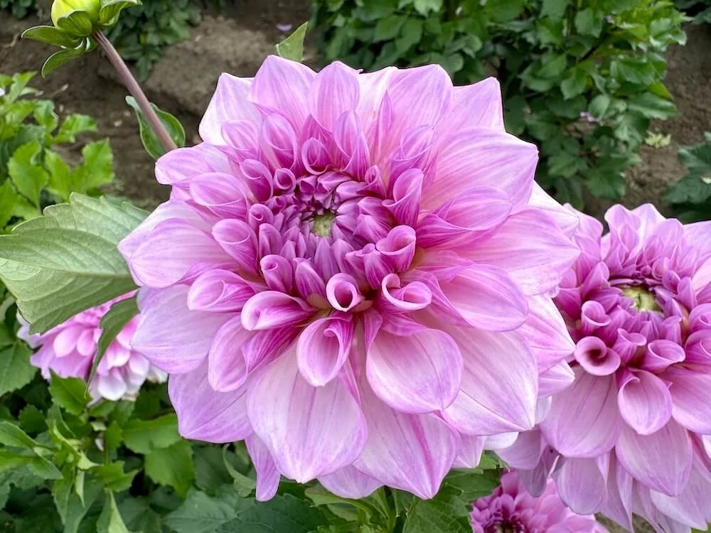 Dahlia 'Crème de Cassis' — Northwest Blooms