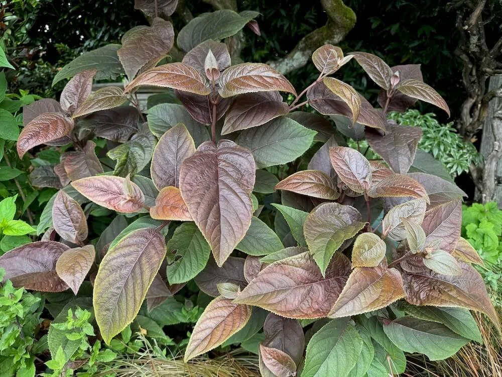 Prunus laurocerasus 'Mount Vernon' (Dwarf English Laurel) — Northwest ...