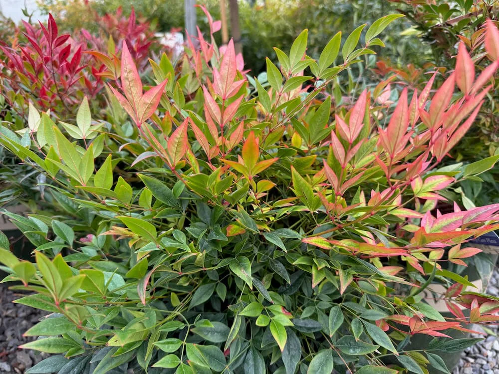 Leucothoe fontanesiana 'Rainbow' (Rainbow Drooping Leucothoe ...