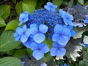 Hydrangea macrophylla 'Monmar' (Blue Enchantress Hydrangea) — Northwest ...