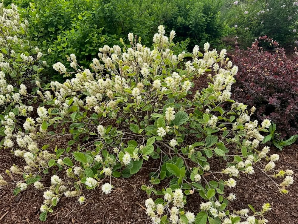 Prunus laurocerasus 'Mount Vernon' (Dwarf English Laurel) — Northwest ...