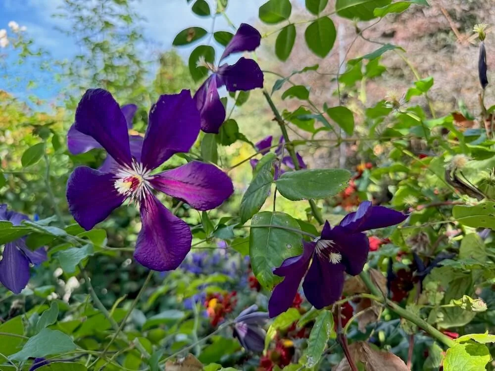 Clematis 'Perrin's Pride' (Perrin's Pride Clematis) — Northwest Blooms