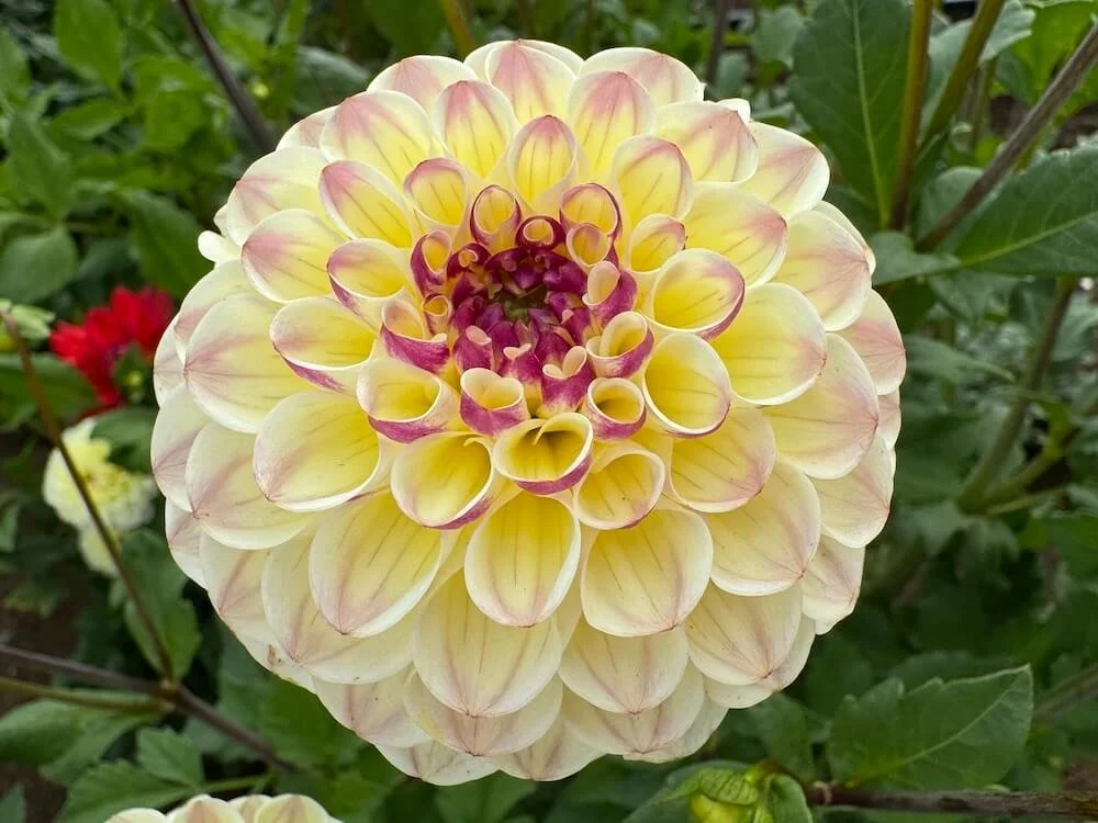 Dahlia 'Sun Kissed' (Sun Kissed Dahlia) — Northwest Blooms