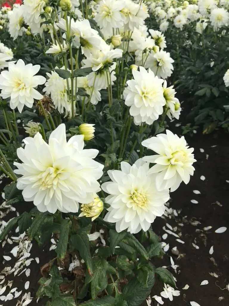 Dahlia 'Bride to Be' — Northwest Blooms